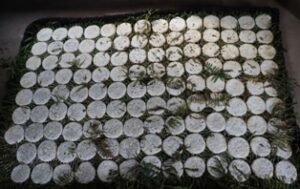 Limboo Tribe # - Tribal Research Institute - Sikkim